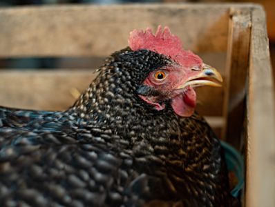 Ask the Expert — December 17/January 18 - Backyard Poultry